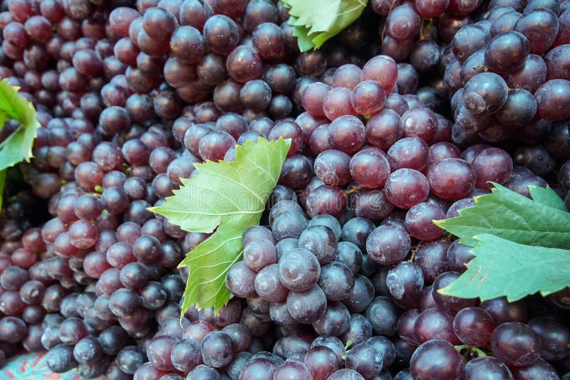 Purple grapes stock image. Image of green, wine, food - 90253059