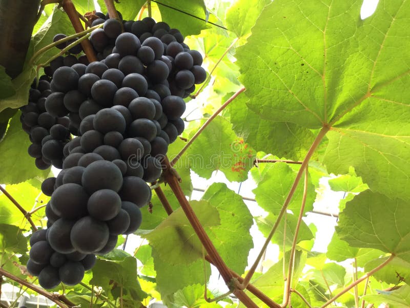 Purple Grapes Hang on Trees with Green Leaves Stock Image - Image of ...