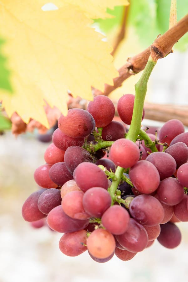 Purple grapes stock photo. Image of summer, asia, fruit - 79806168