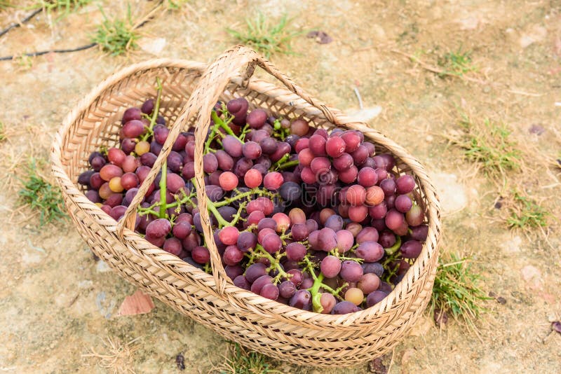 Purple grapes stock image. Image of fruit, bamboo, dessert - 79806767