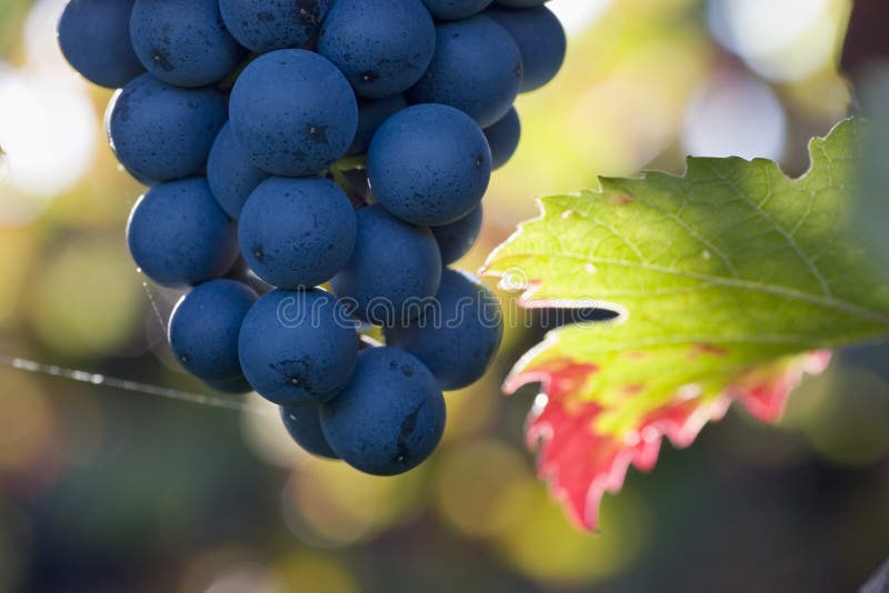 Purple Grapes on the Vine stock photo. Image of eucharist - 15582776