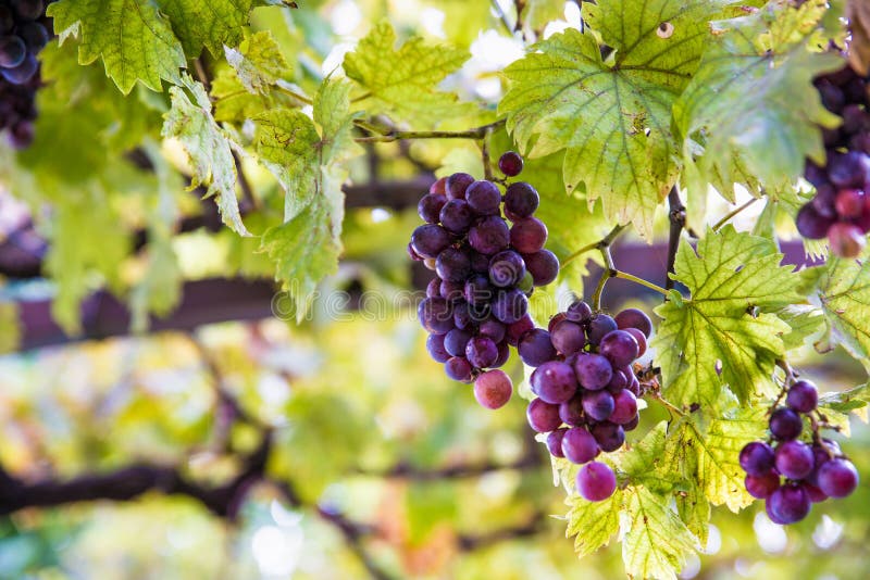 Purple Grapes on Tree at the Summer Stock Photo - Image of farm, wine ...