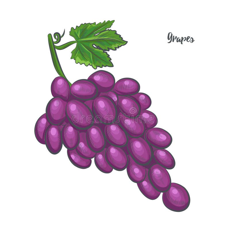 Purple Grapes Vector Illustration Stock Vector - Illustration of juicy ...