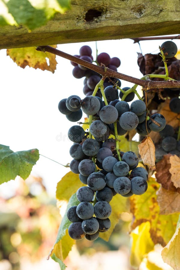 Purple Grapes on Vine stock photo. Image of beverage - 75810892