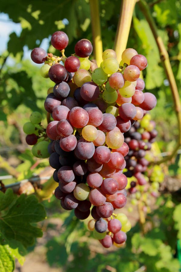 Purple grapes in vine stock photo. Image of garden, healthy - 33448856