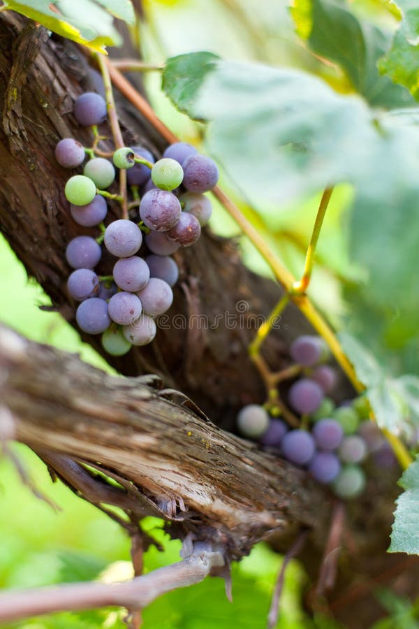 Purple Grapes on a Vine, Closeup Stock Photo - Image of dessert ...