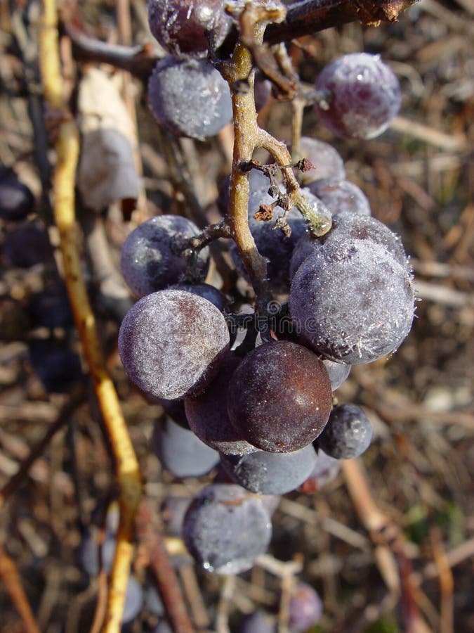 Purple Grapes on Vines in Fall Stock Image - Image of cluster, cold ...