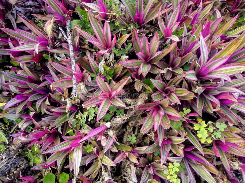 Purple grass stock image. Image of green, garden, grass - 135515807