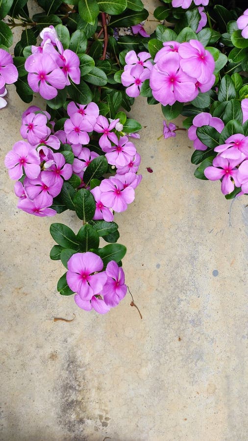 Purple Graveyard Flowers with Rain Drops on it Stock Image - Image of ...
