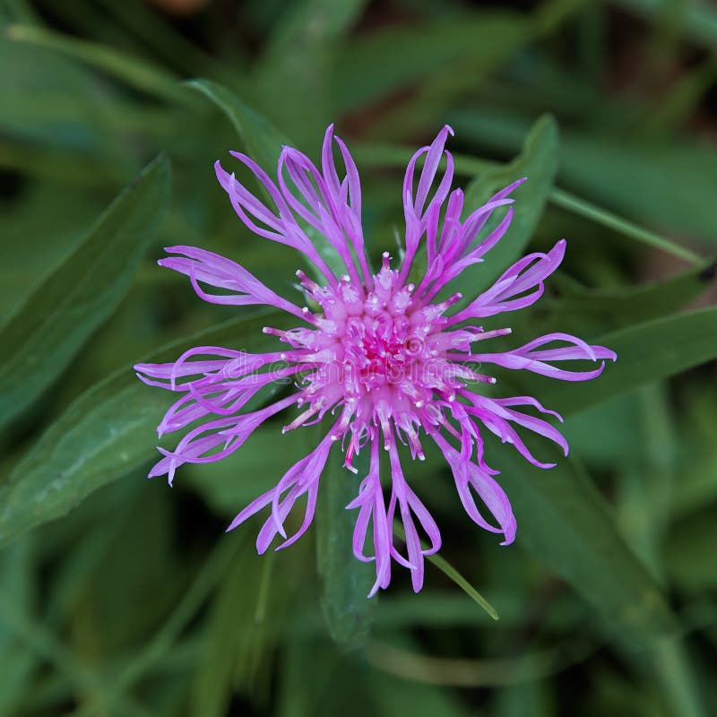 Purple Greater Knapweed Flower Stock Photo - Image of european, nature ...