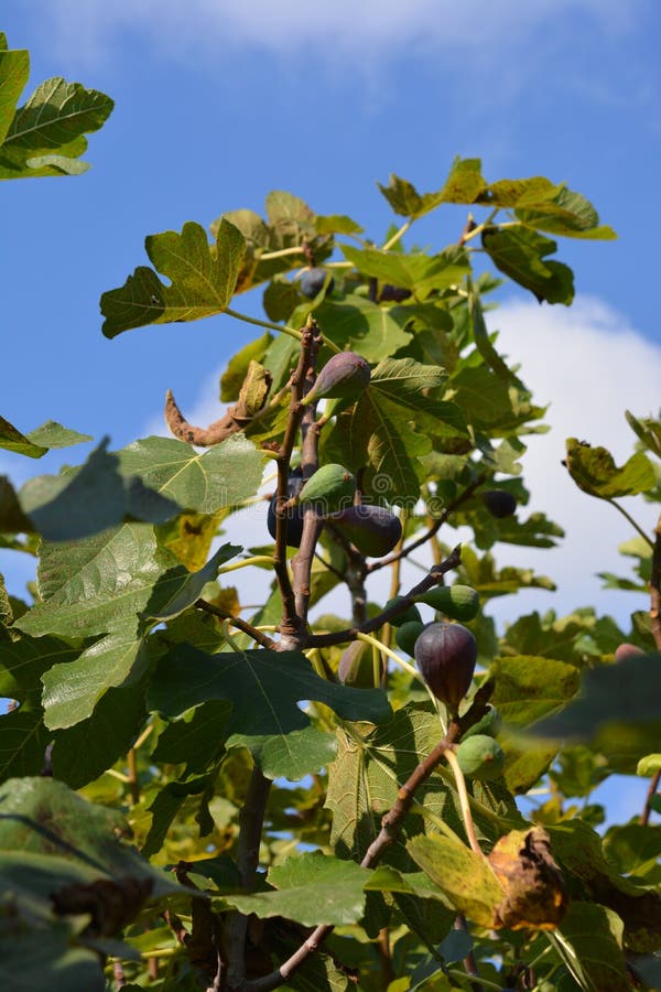 Figs on the tree stock photo. Image of juicy, green, branch - 99159952