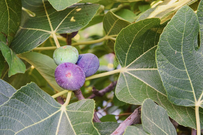 Purple and Green Fresh Fig Fruit from Fig Tree Stock Photo - Image of ...