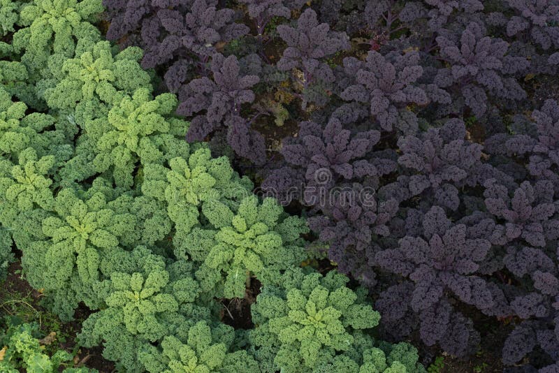 Purple and Green Kale Fields Stock Image - Image of vegetable, food ...