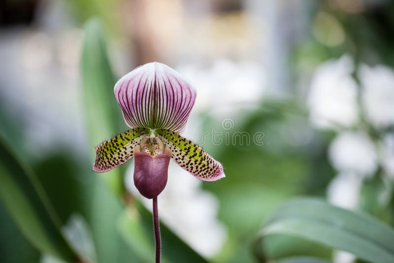 Octopus Orchid stock image. Image of extraordinary, backyard - 2164317