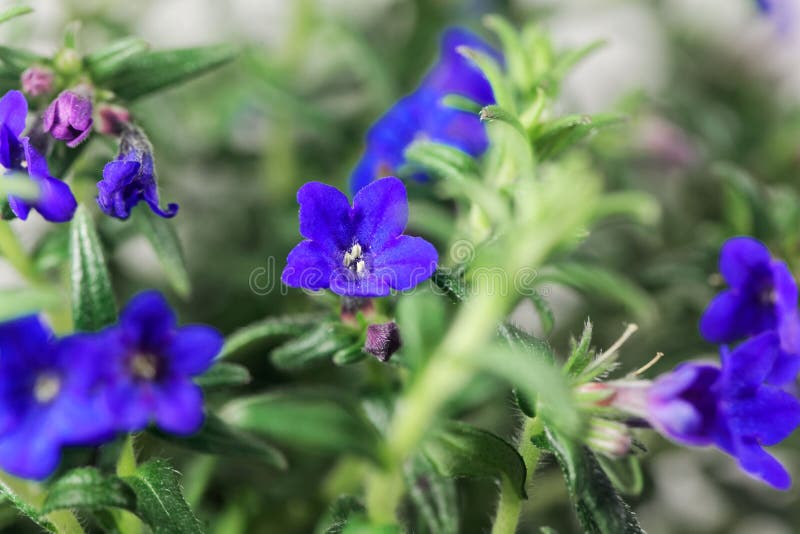 Purple Gromwell, Lithodora Diffusa, Flowers Stock Image - Image of ...
