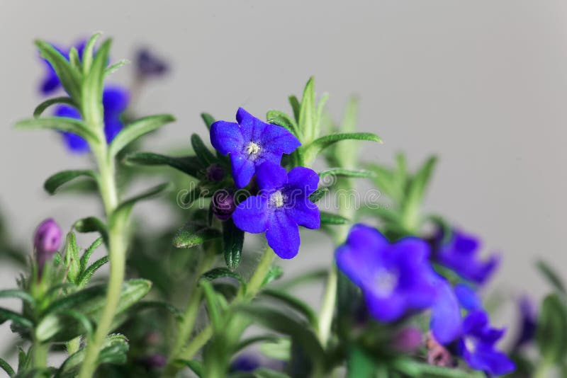 Purple Gromwell, Lithodora Diffusa, Flowers Stock Photo - Image of ...
