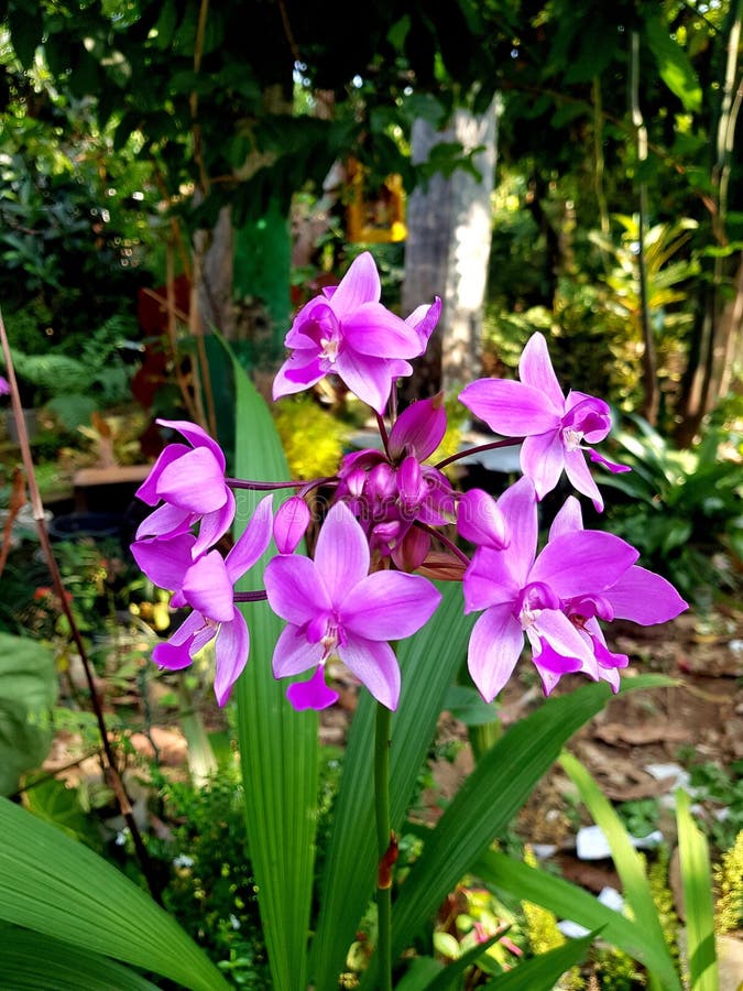 Purple Ground Orchid from Java Stock Photo - Image of java, bloom ...