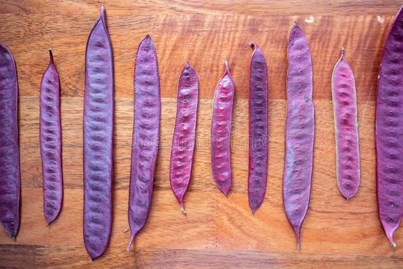 Purple Guaje Seed Pods are Arranged in a Pattern Stock Image - Image of ...