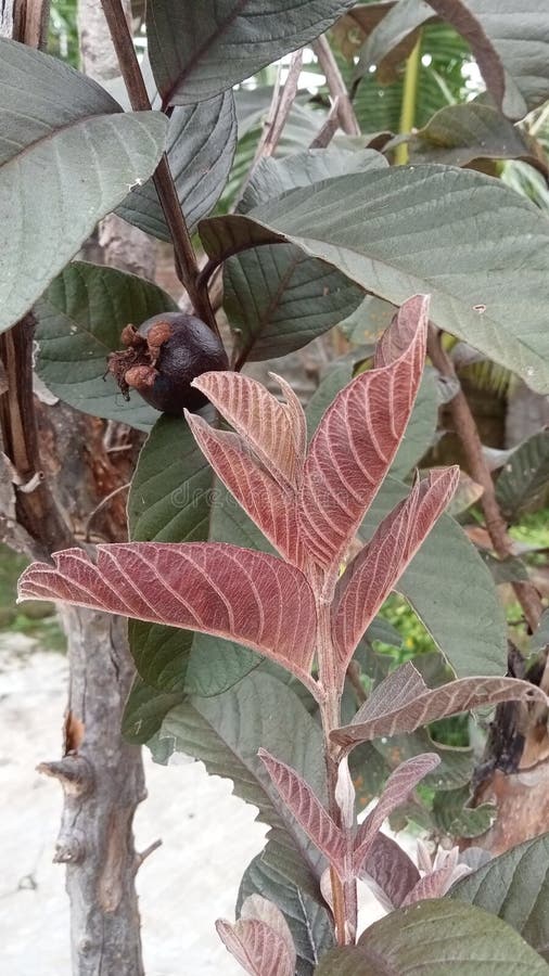 Purple Guava in Scientific Terms is Called Psidium Rufum. Stock Photo ...