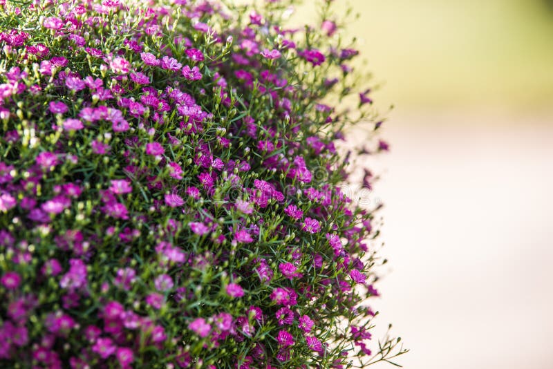 Purple gypsophila closeup stock image. Image of natural - 229656873
