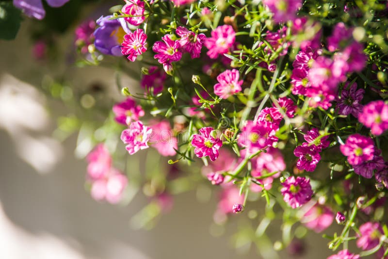 Purple gypsophila closeup stock image. Image of natural - 229656873