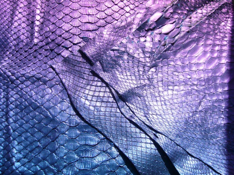 Purple Haberdashery Snake Skin. Purple Skin Stock Image - Image of ...
