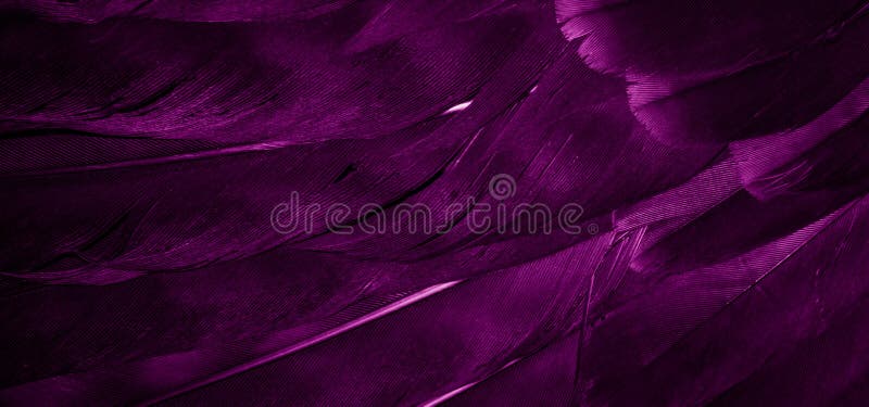 Purple Hawk Feathers with Visible Detail. Background or Texture Stock ...