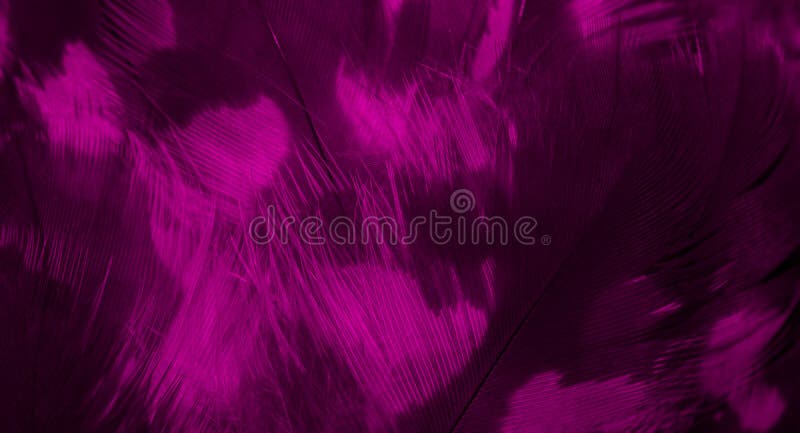 Purple Hawk Feathers with Visible Detail. Background or Texture Stock ...