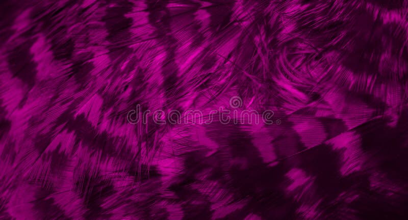Purple Hawk Feathers with Visible Detail. Background or Texture Stock ...