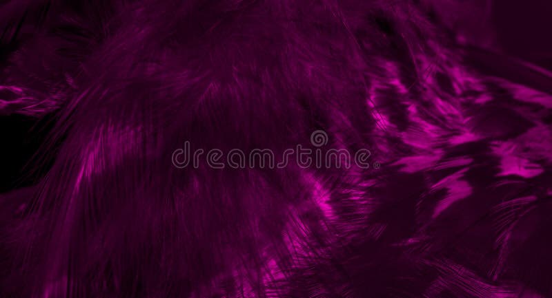 Purple Hawk Feathers with Visible Detail. Background or Texture Stock ...