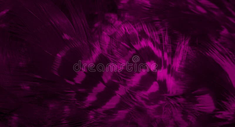 Purple Hawk Feathers with Visible Detail. Background or Texture Stock ...