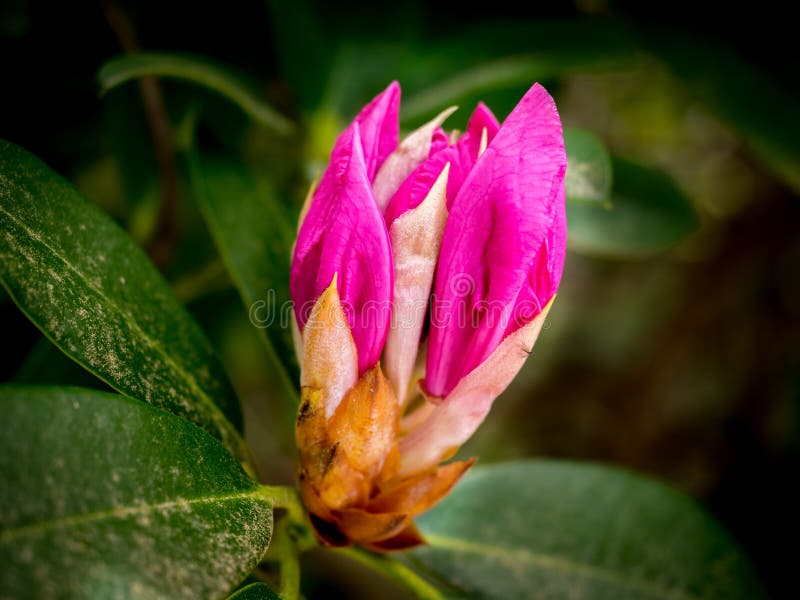 Purple Haze Flower stock image. Image of blooming, flowers - 91548723