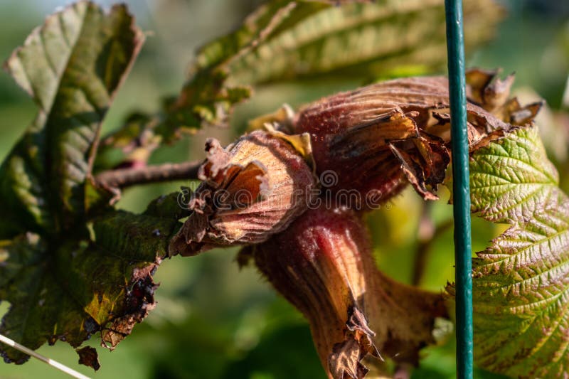 Purple Hazel with Hazelnuts, Corylus Maxima Purpurea Stock Photo ...