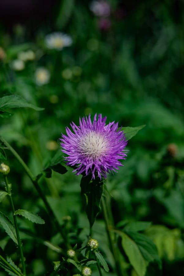 The Purple Head is Taken Close Stock Image - Image of floral, allium ...