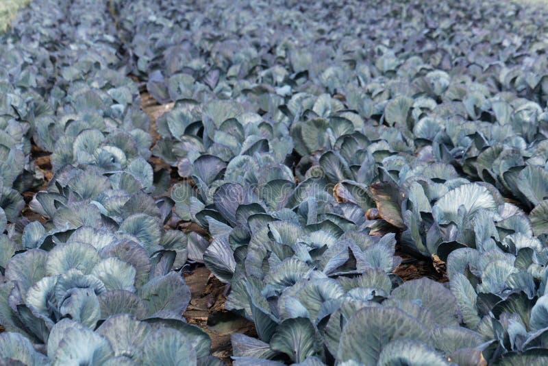 Purple Headed Cabbage Plants Stock Image - Image of land, growth: 101064551