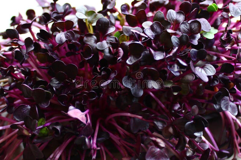 Purple healthy cress stock image. Image of vitamin, spicy - 138896213