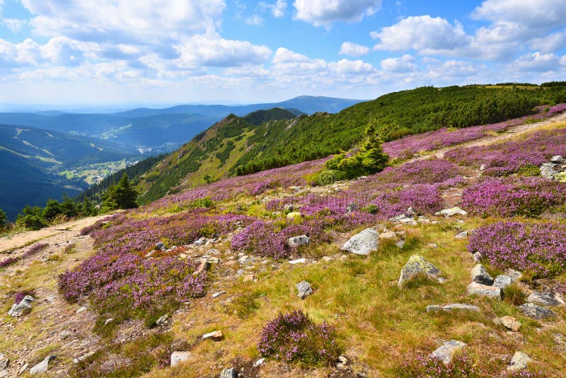 Purple Heath Blooming in the High Mountains Stock Photo - Image of blue ...