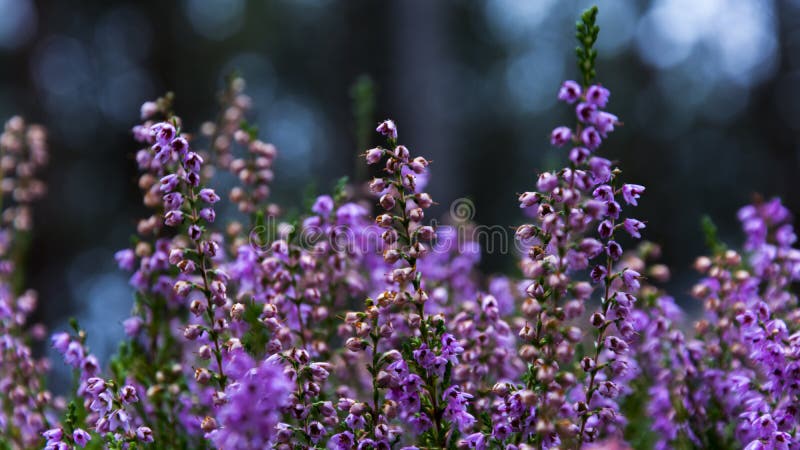 Purple heath stock image. Image of aroma, lavender, background - 100208989