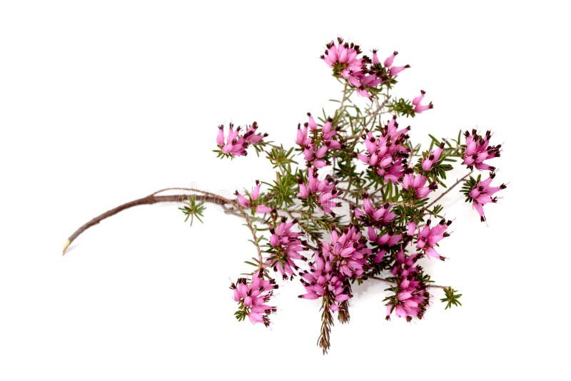 Purple heather stock image. Image of botanical, aromatic - 24310567