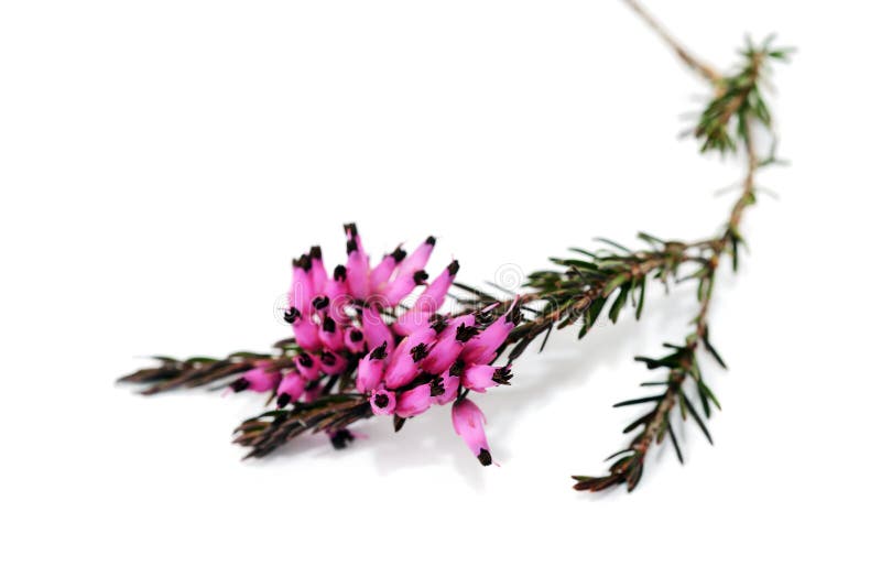 Purple heather stock image. Image of ericaceae, nature - 13983743