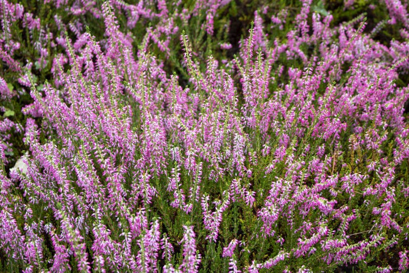 Purple heather in bloom. stock photo. Image of nature - 162616736