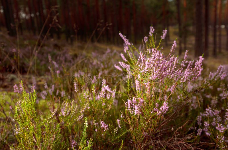 Purple heather stock image. Image of botanical, white - 4809063