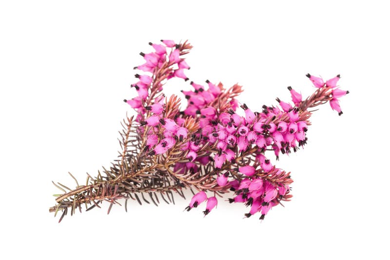 Purple heather stock image. Image of botanical, aromatic - 24310567