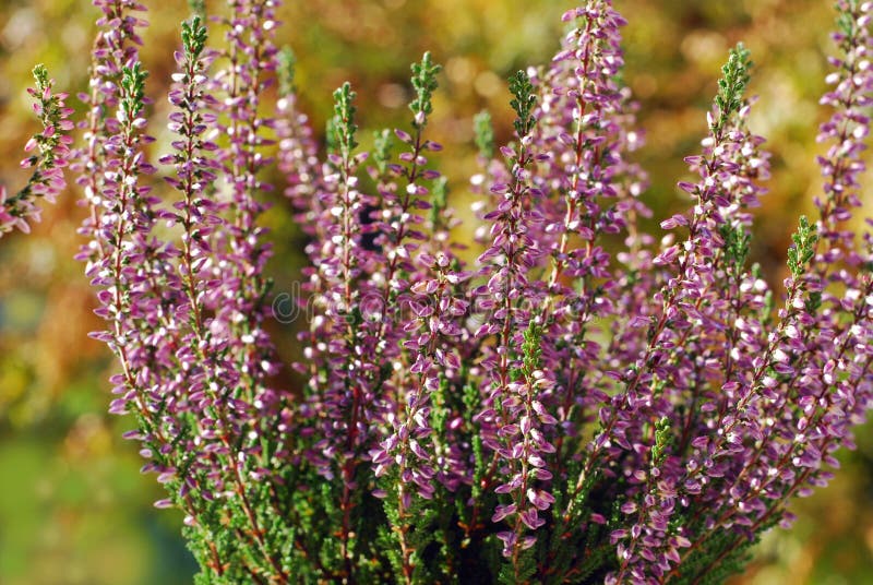 Purple heather flowers stock photo. Image of nature, flower - 20935084