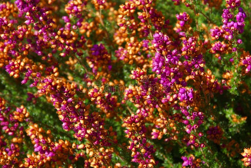 Purple Heather Flowers, Detail Stock Image - Image of garden, shrub ...