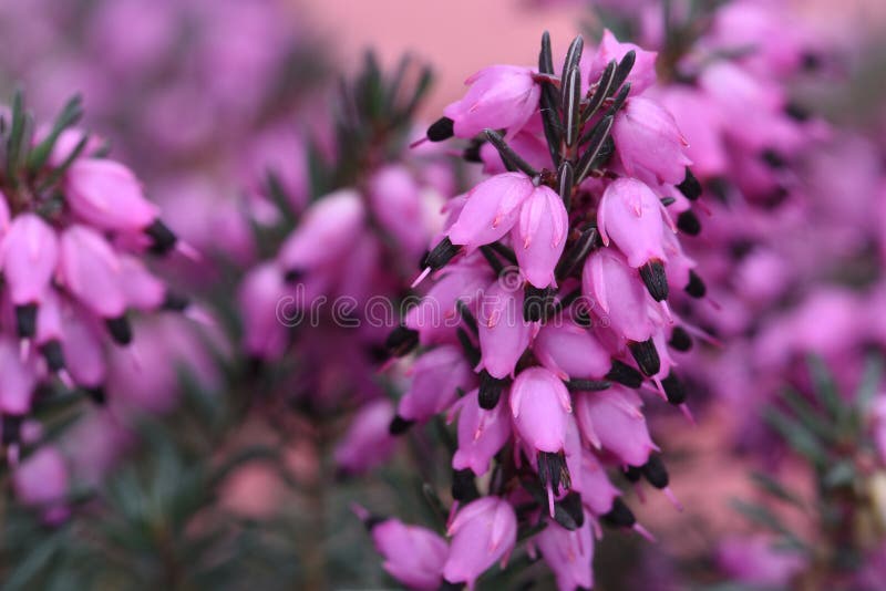 Purple Heather Flowers in the Garden Stock Image - Image of plant ...