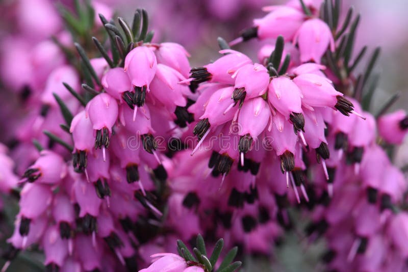 Purple Heather Flowers in the Garden Stock Image - Image of plant ...