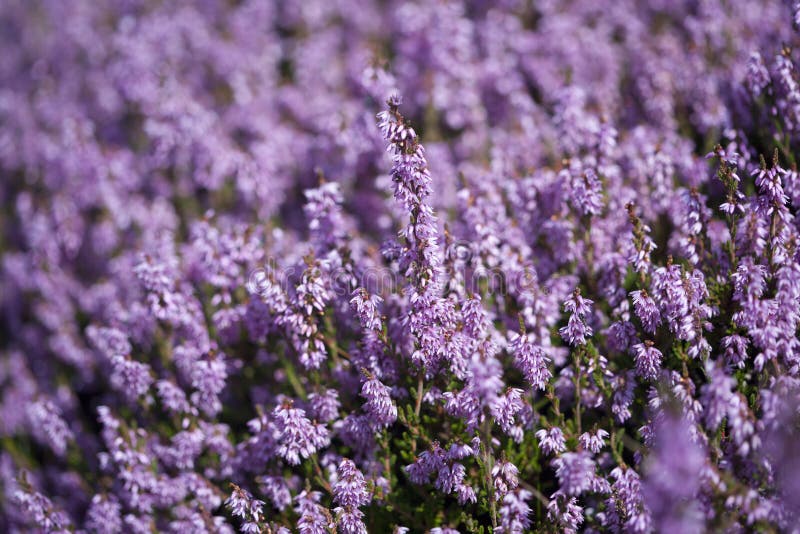 Purple Heather stock photo. Image of color, purple, pink - 59681412