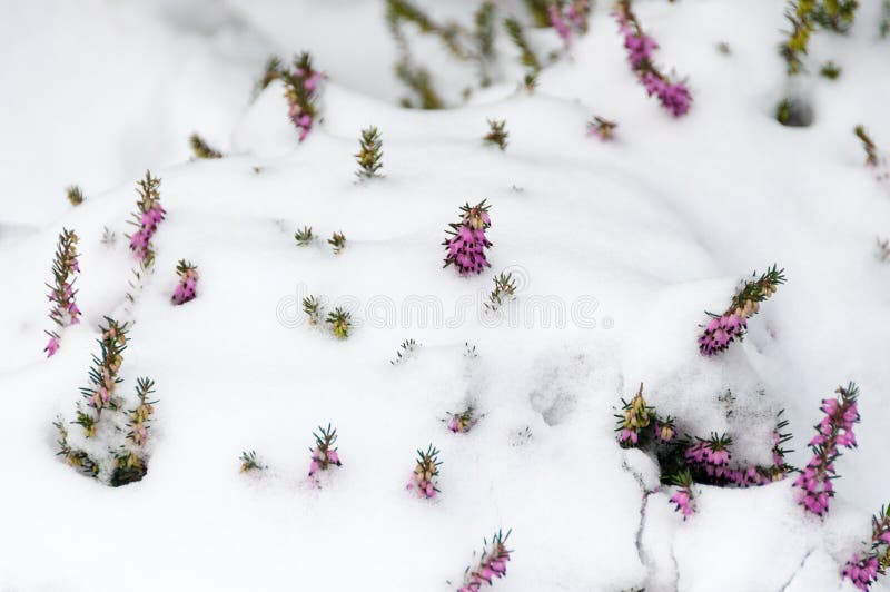 Purple heather in the snow stock photo. Image of snow - 62887824