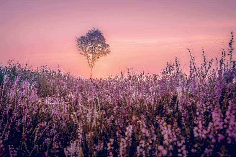 Purple Heather and Trees at Foggy Sunset Stock Image - Image of ...